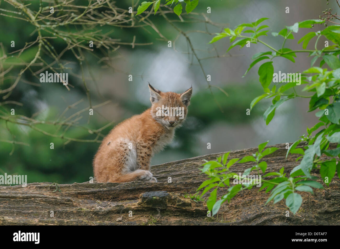 Eurasischer Luchs ,Lynx lynx, eurasian lynx Stock Photo - Alamy