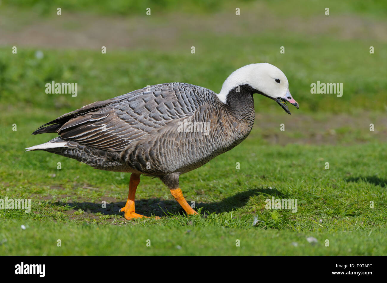 Emperor goose hi-res stock photography and images - Alamy