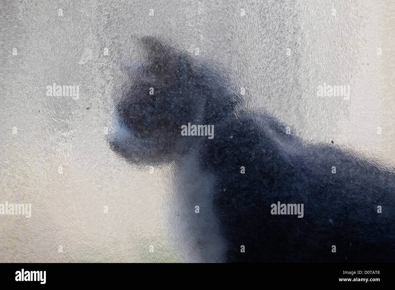 A cat seen through a matte glass window Stock Photo - Alamy