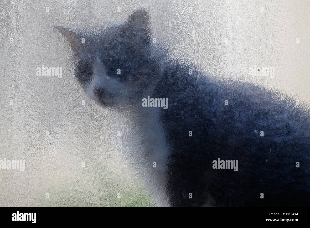 A cat seen through a matte glass window Stock Photo - Alamy