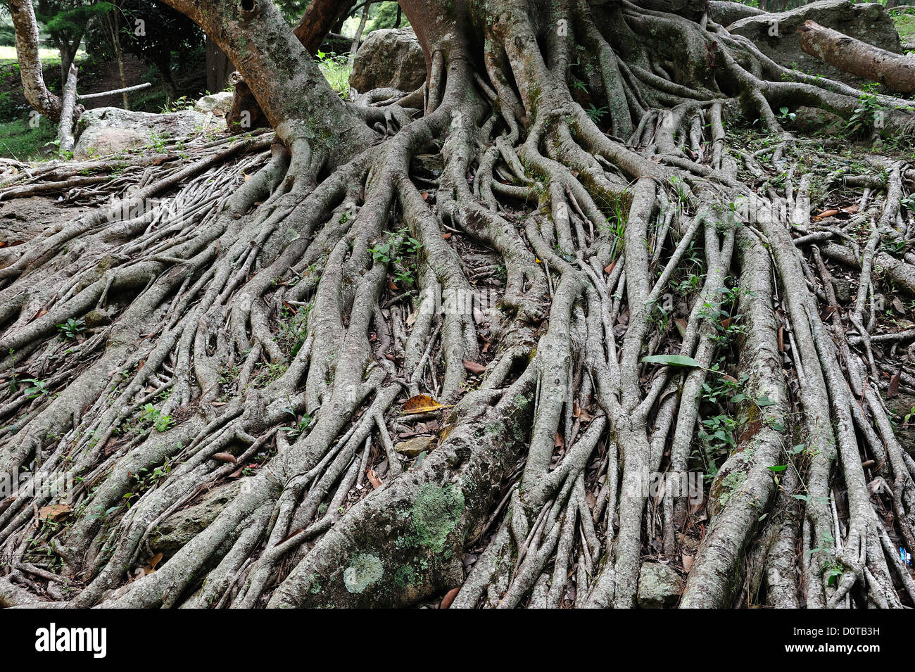 Tree, roots, Parque El Picacho, City Park, Tegucigalpa, capital, City ...