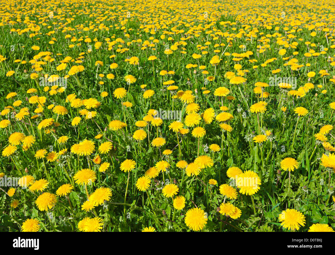 Field of dandelions Stock Photo - Alamy