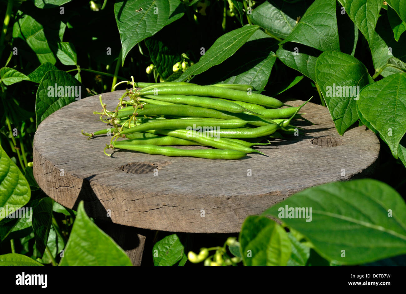 Freshly picked green beans from vegetable garden, dwarf beans ...