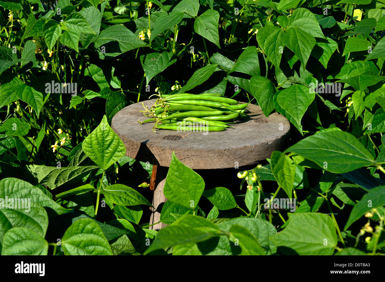 Freshly picked green beans from vegetable garden, dwarf beans ...