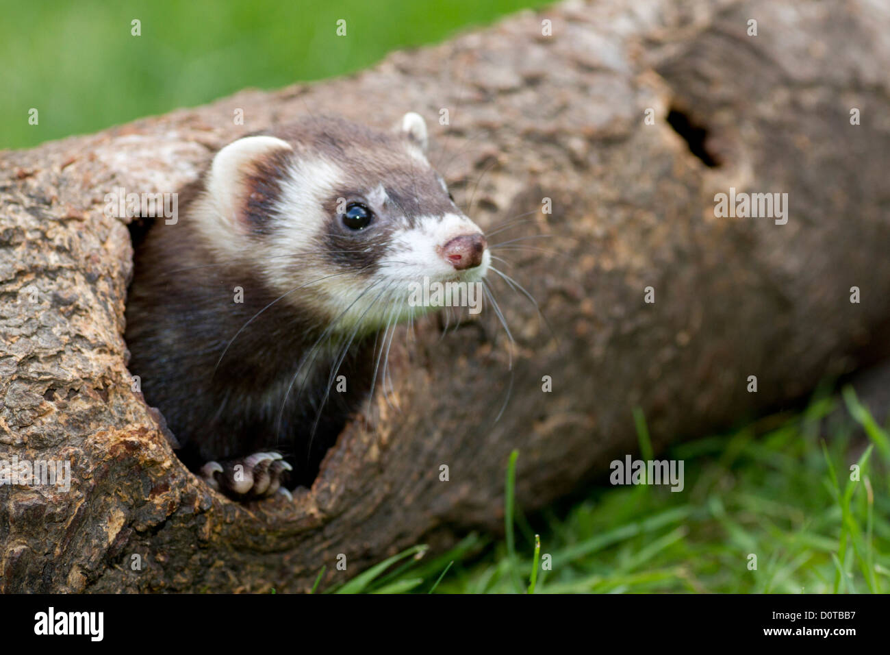Ferret, Mustela putorius furo, domesticated, hunt, hunting animal ...