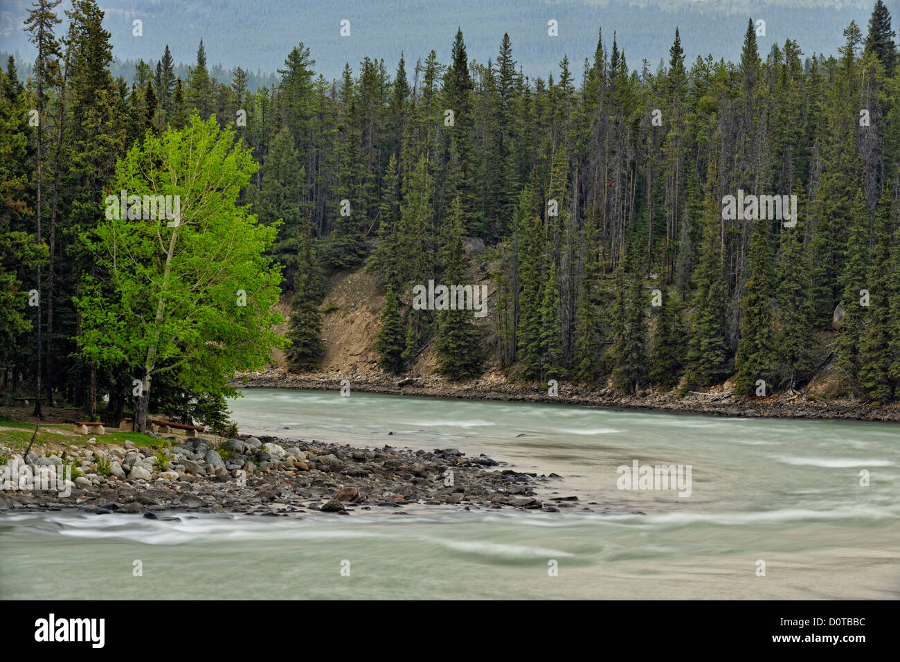 Athabasca River in spring, Jasper National Park, Alberta, Canada Stock ...