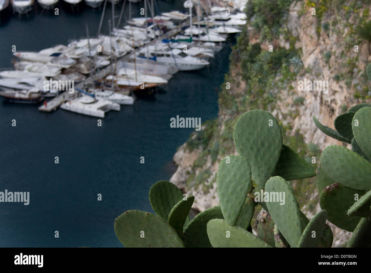 Cactus cliff hi-res stock photography and images - Alamy