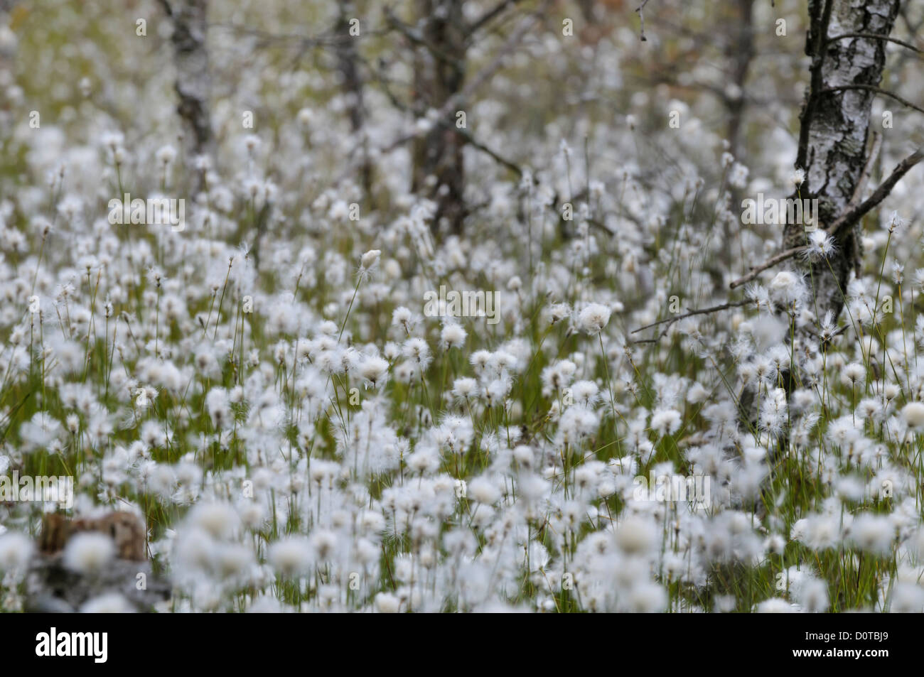 Moorlandschaft hi-res stock photography and images - Alamy