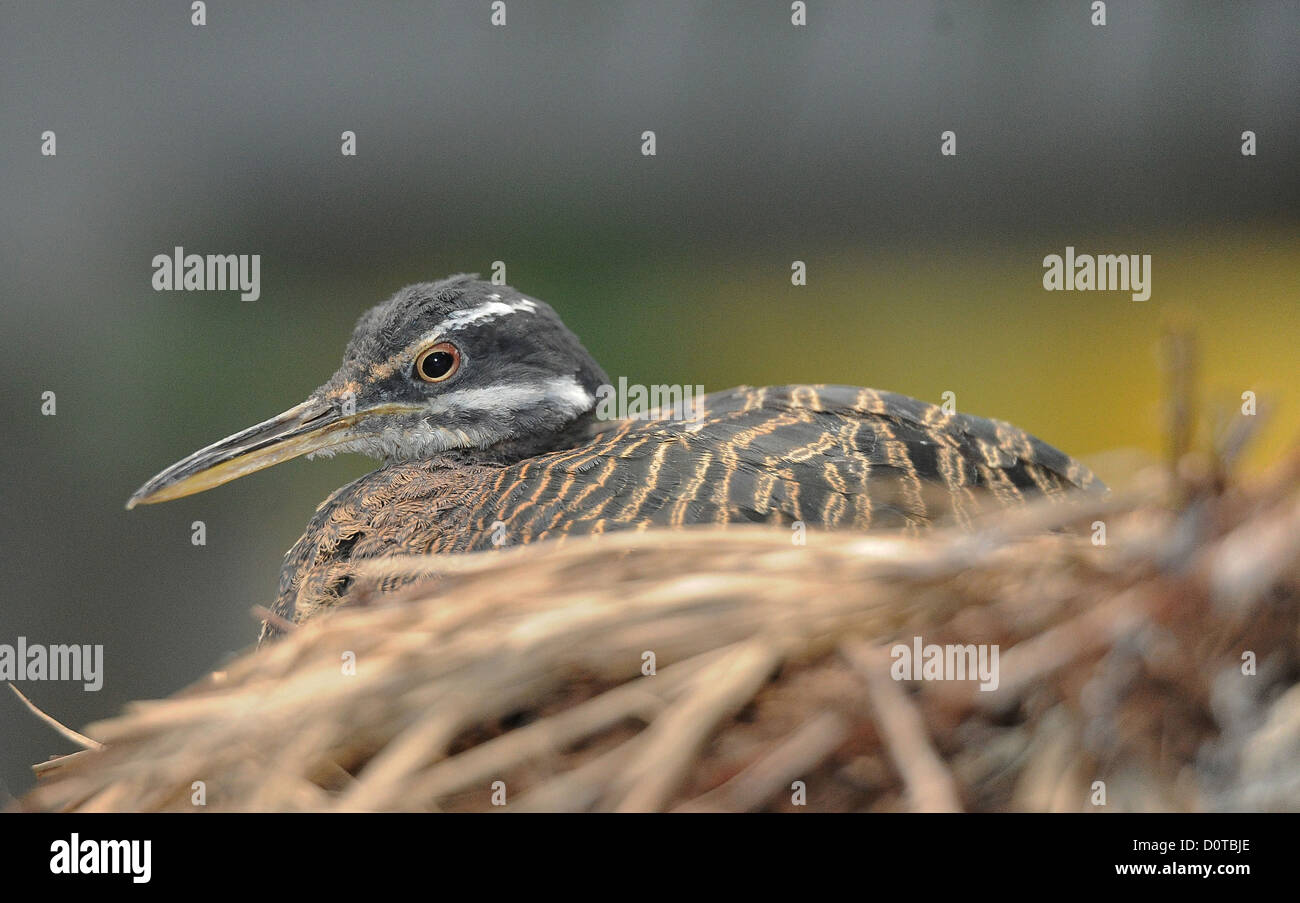 Bird, nest, brown, sun bittern, eurypyga helias Stock Photo - Alamy