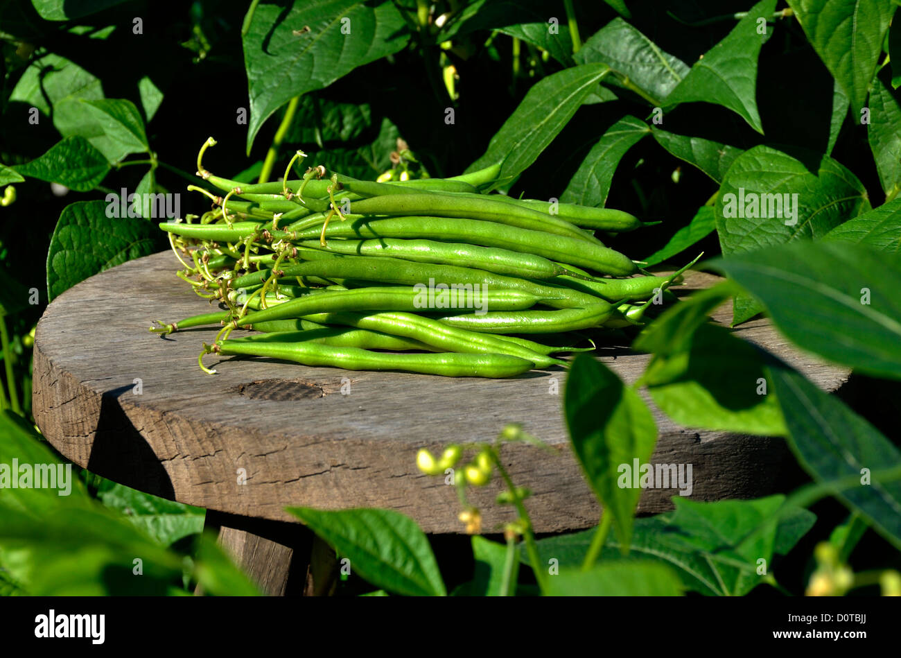 Dwarf beans phaseolus vulgaris potager de suzanne hi-res stock ...