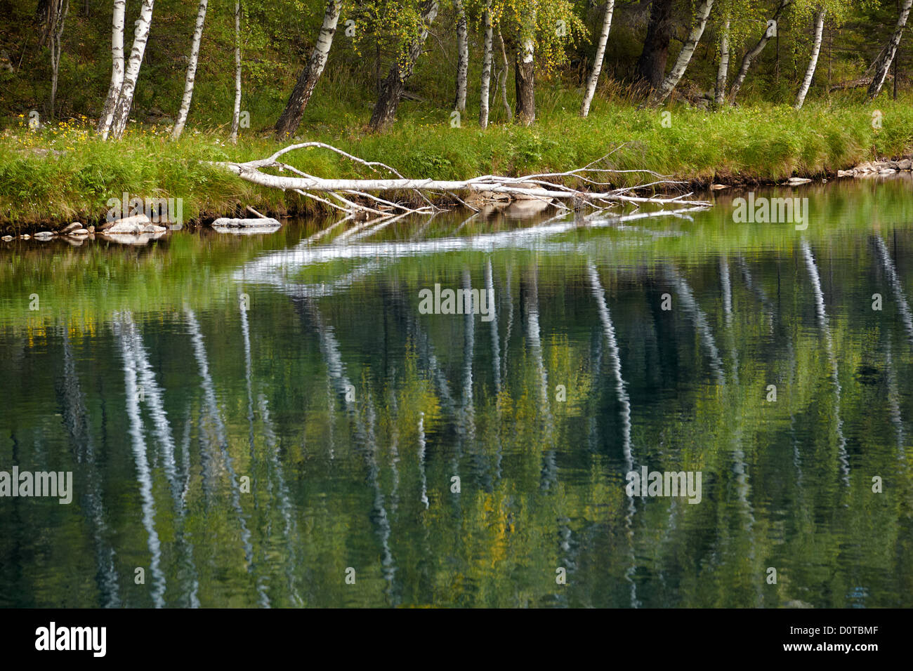 Altai river Kumir Stock Photo - Alamy