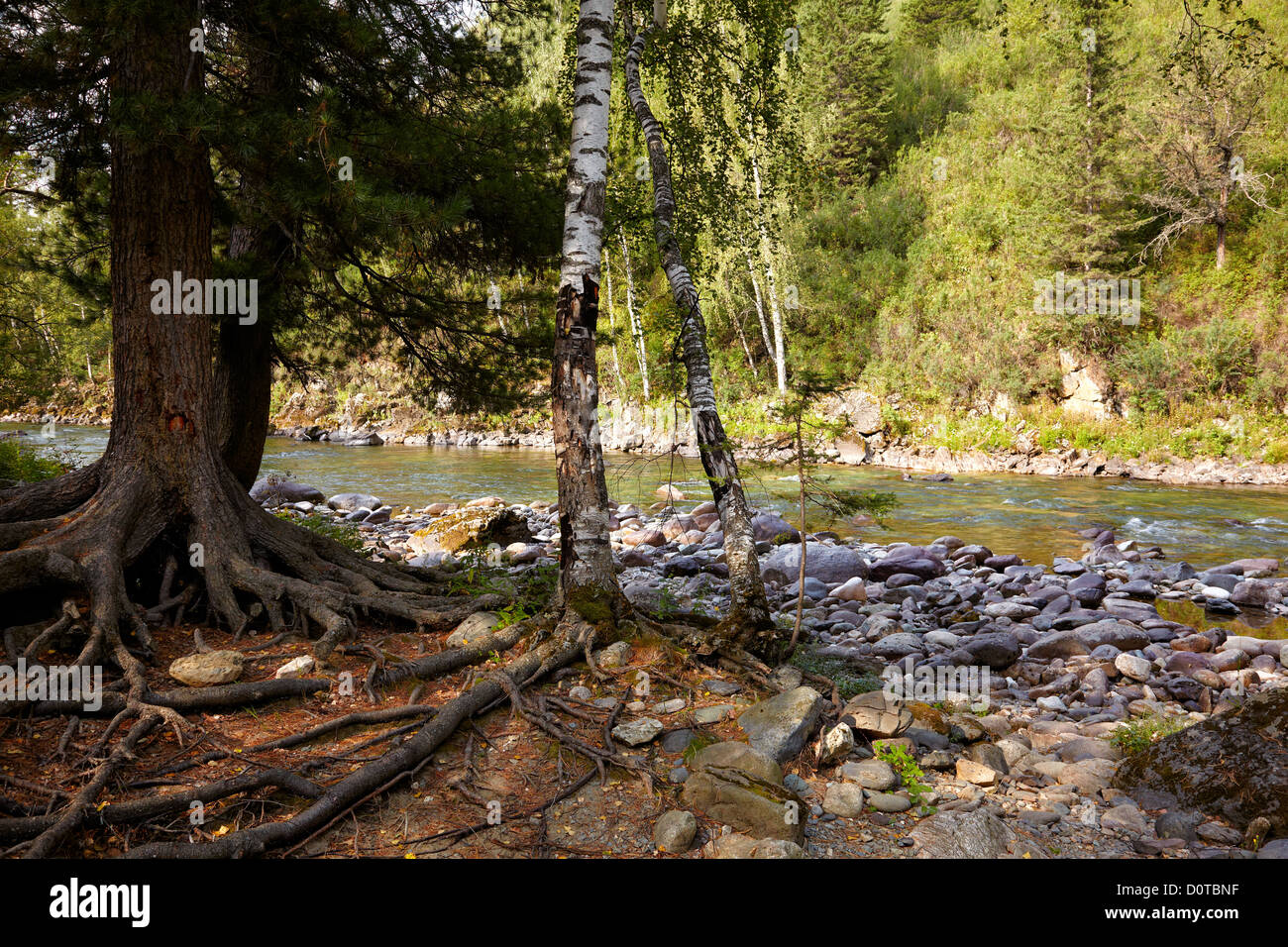 Cripple Tree High Resolution Stock Photography and Images - Alamy