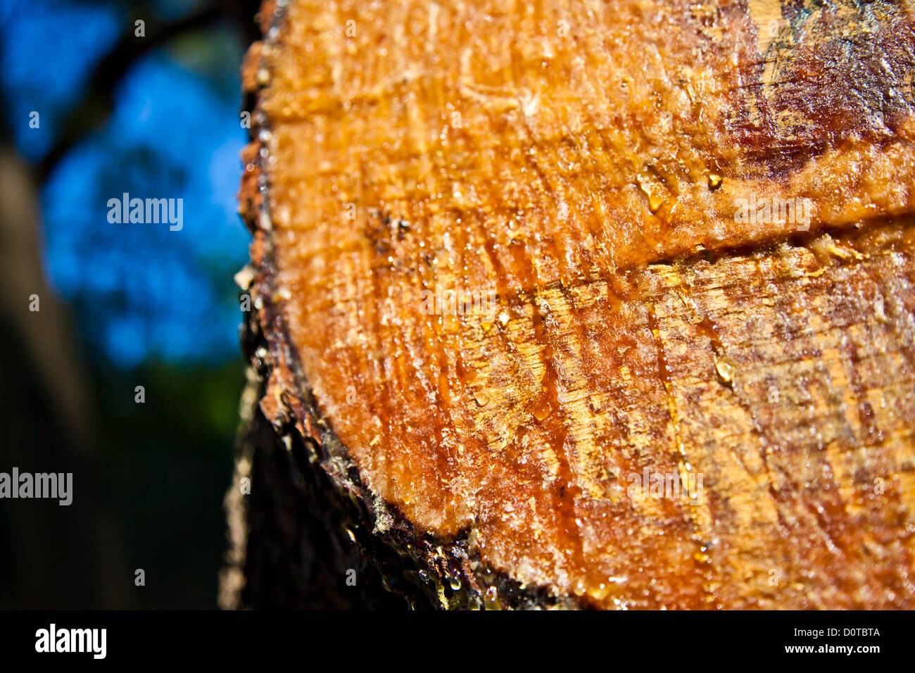 Resin Tree Trunk Close Up Stock Photos & Resin Tree Trunk Close Up ...