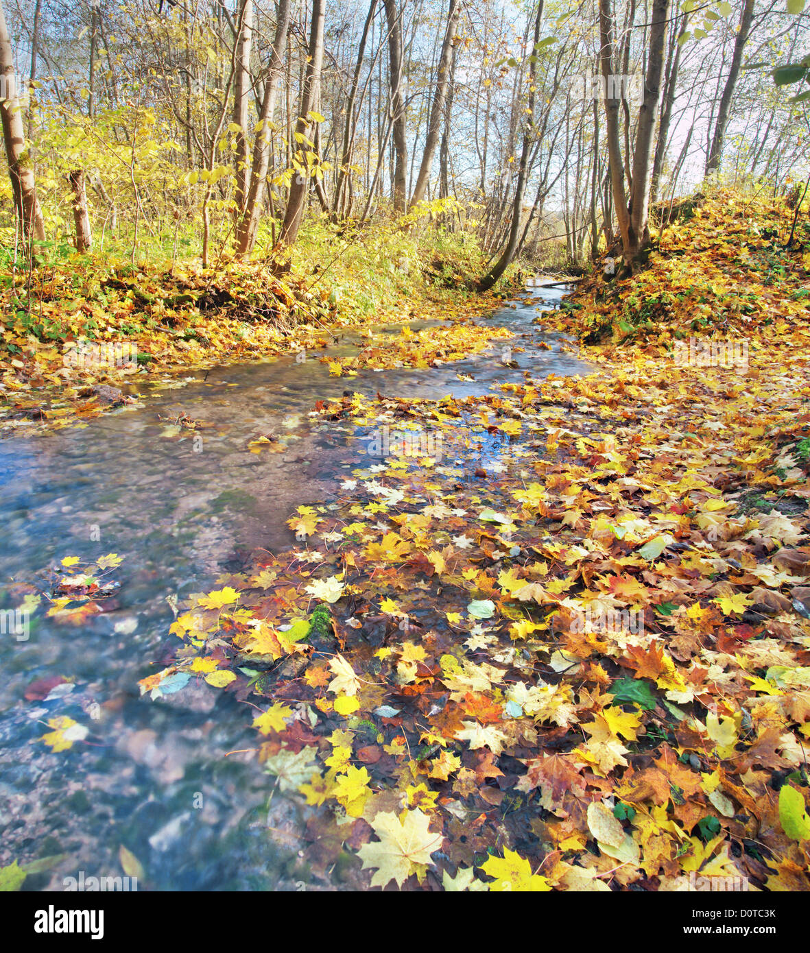 river in autumn forest Stock Photo - Alamy