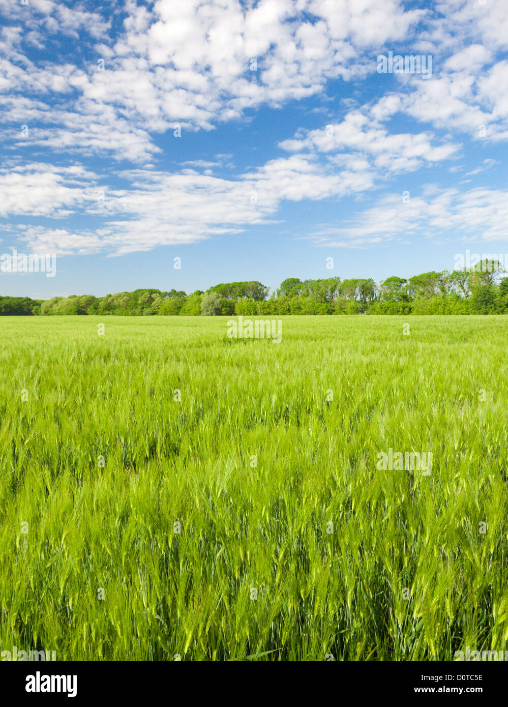 field of green rye and blue cloudy sky Stock Photo - Alamy