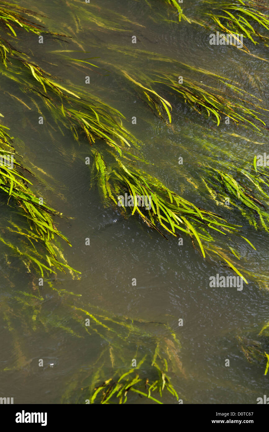 Peter weed hi-res stock photography and images - Alamy