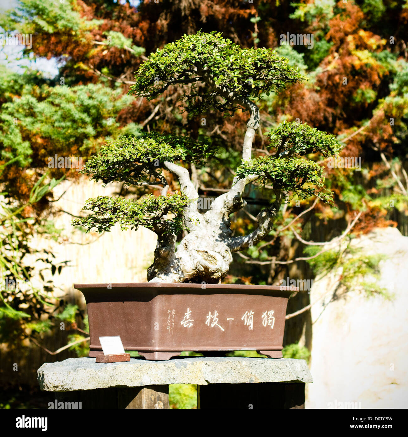 Close up of a bonsai tree on a nature background Stock Photo - Alamy