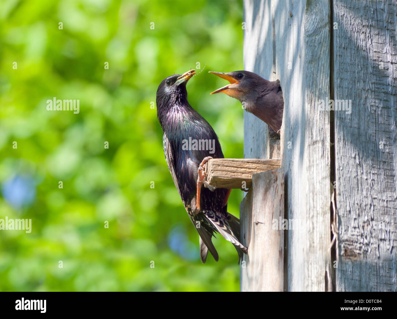 starling feed his nestling Stock Photo - Alamy