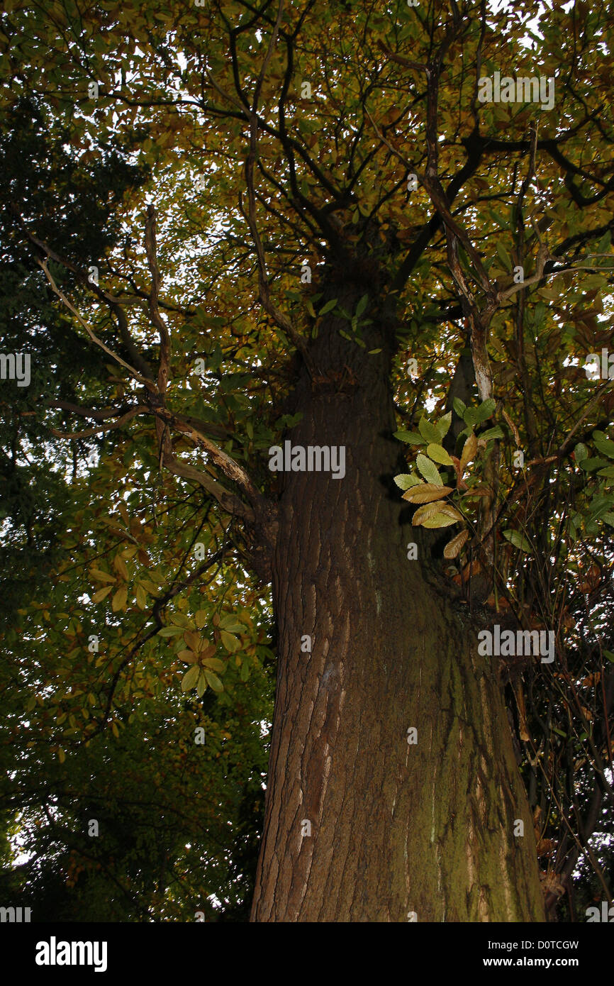 Chestnut trunk hi-res stock photography and images - Alamy
