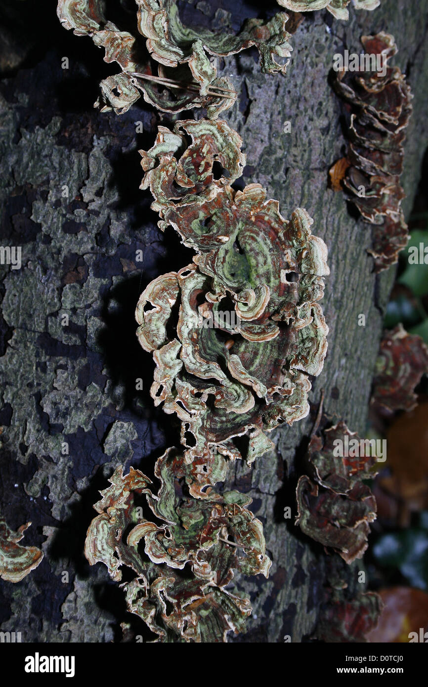 Turkeytail fungus growing on tree branch Trametes versicolor Stock ...