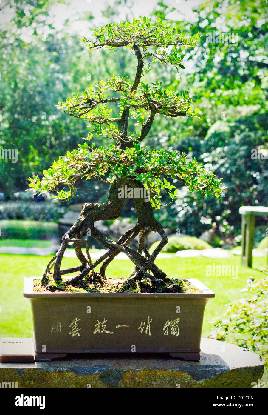 Close up of a bonsai tree on a nature background Stock Photo - Alamy