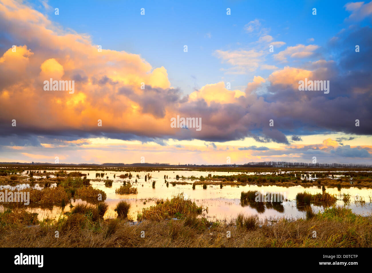 colorful dramatic sunrise over water in swamp, Netherlands Stock Photo ...