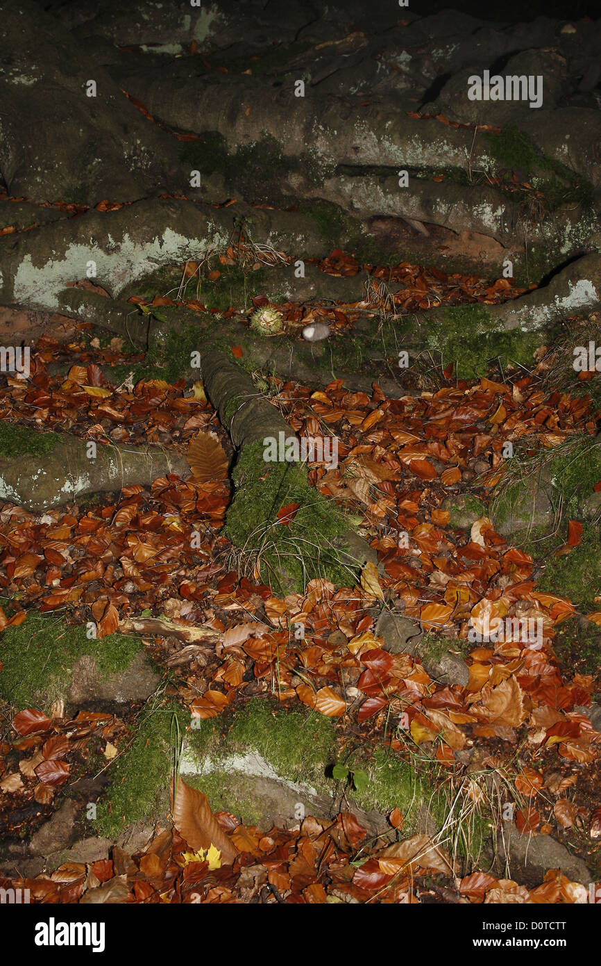 Beech tree trunk roots and leaves Fagus sylvatica Stock Photo - Alamy