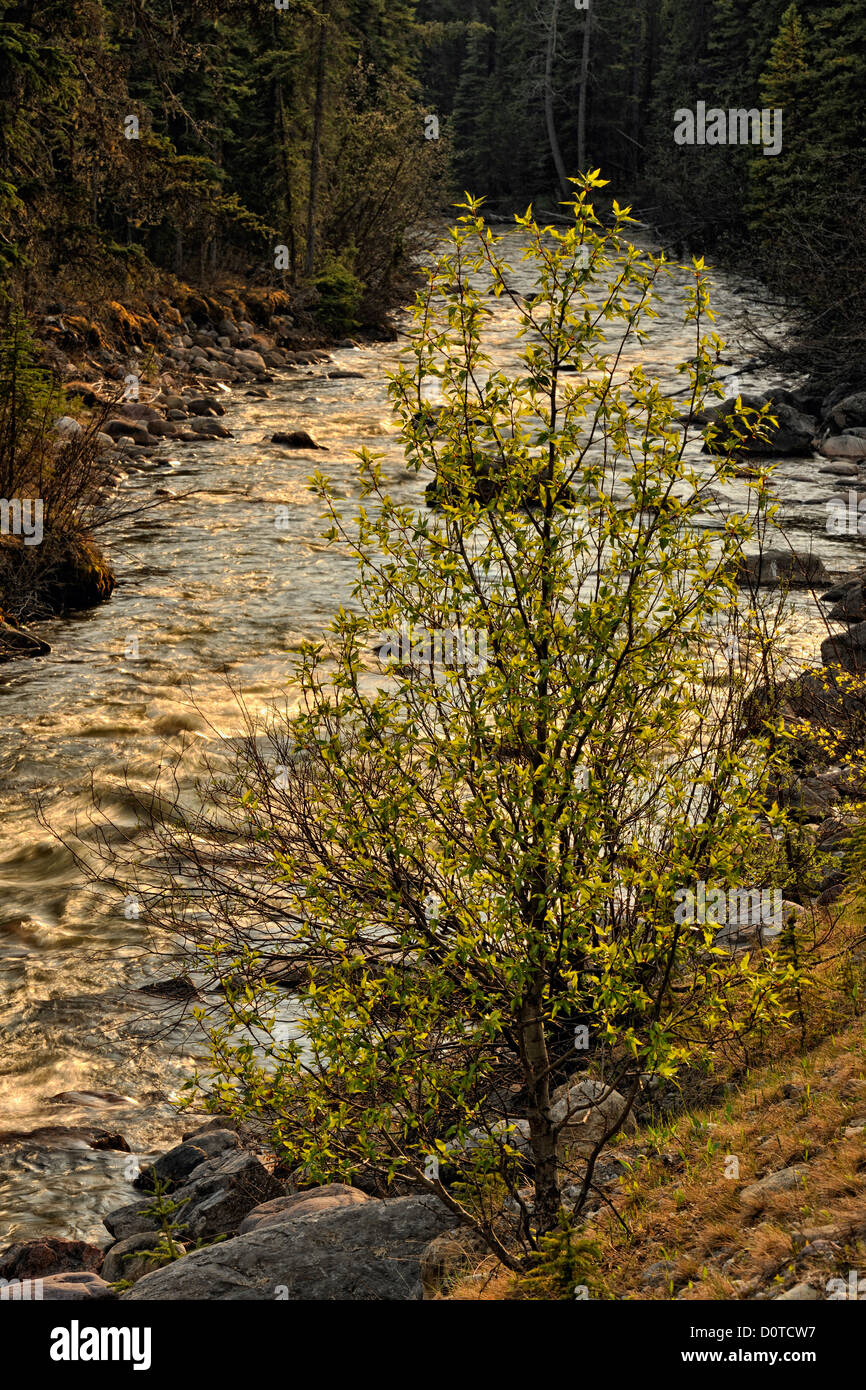 Maligne River rapids with an aspen tree, Jasper National Park, Alberta ...