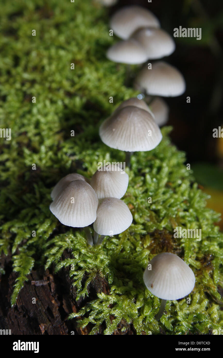 Common Bonnet growing on tree branch and moss Mycena galericulata Stock ...