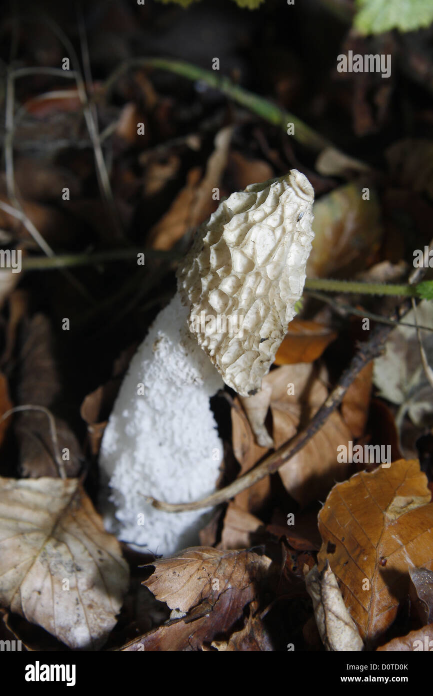 Morchella esculenta hi-res stock photography and images - Alamy