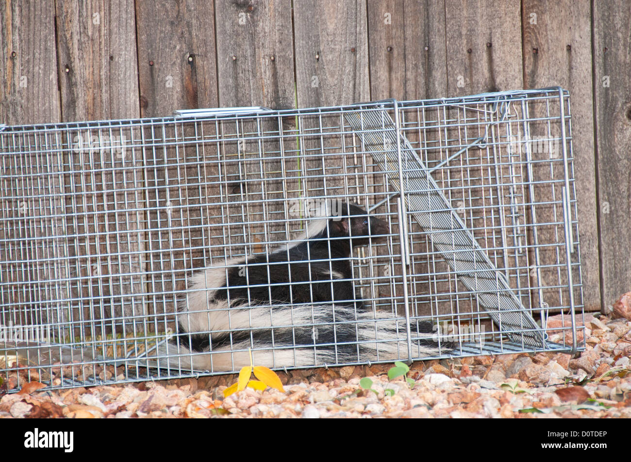 Trapped animal hi-res stock photography and images - Alamy