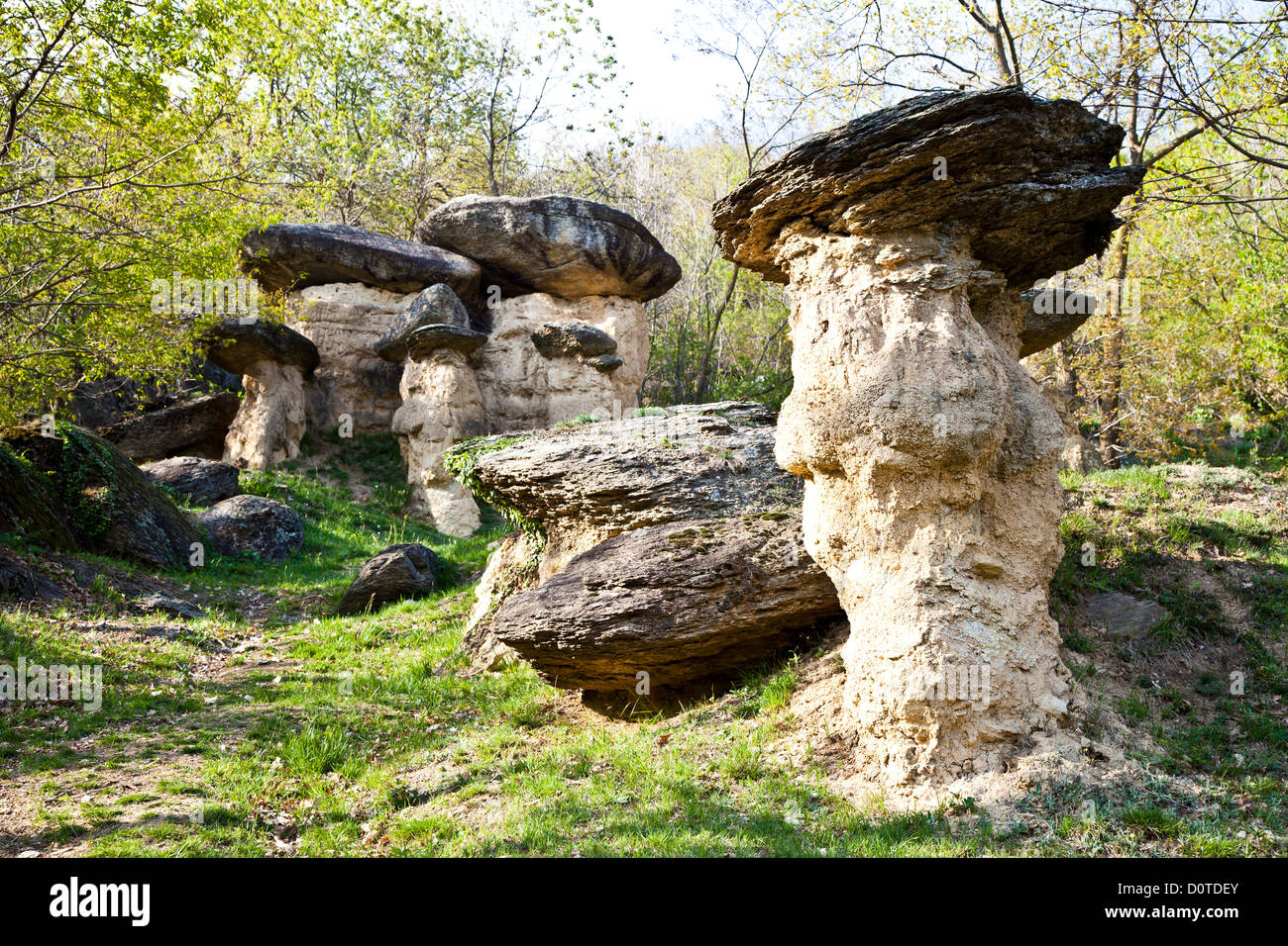 Imaginative forest landscape Stock Photo - Alamy