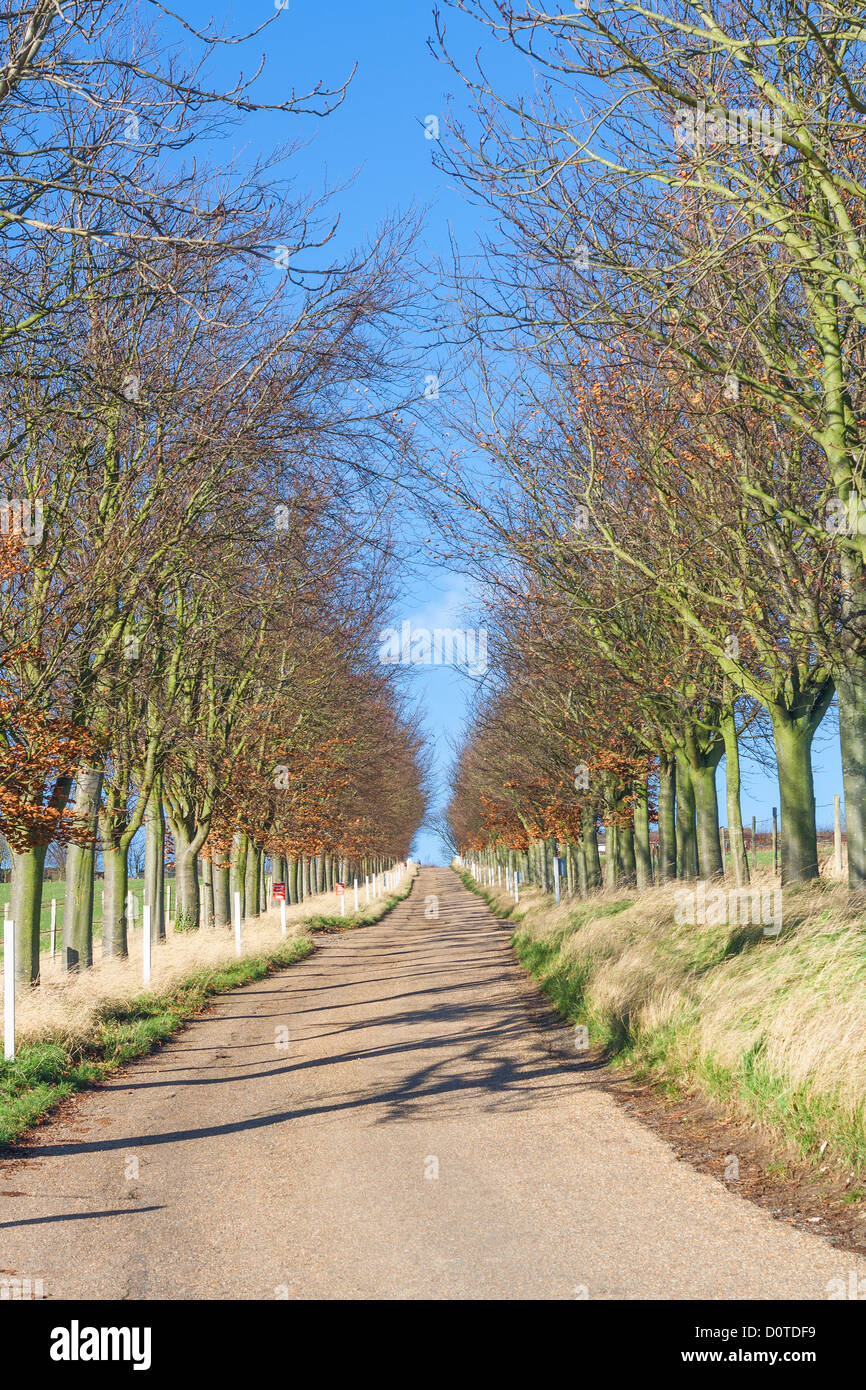 Converging Trees Stock Photos & Converging Trees Stock Images - Alamy