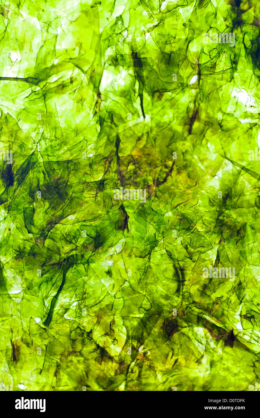 Algae wafer hi-res stock photography and images - Alamy