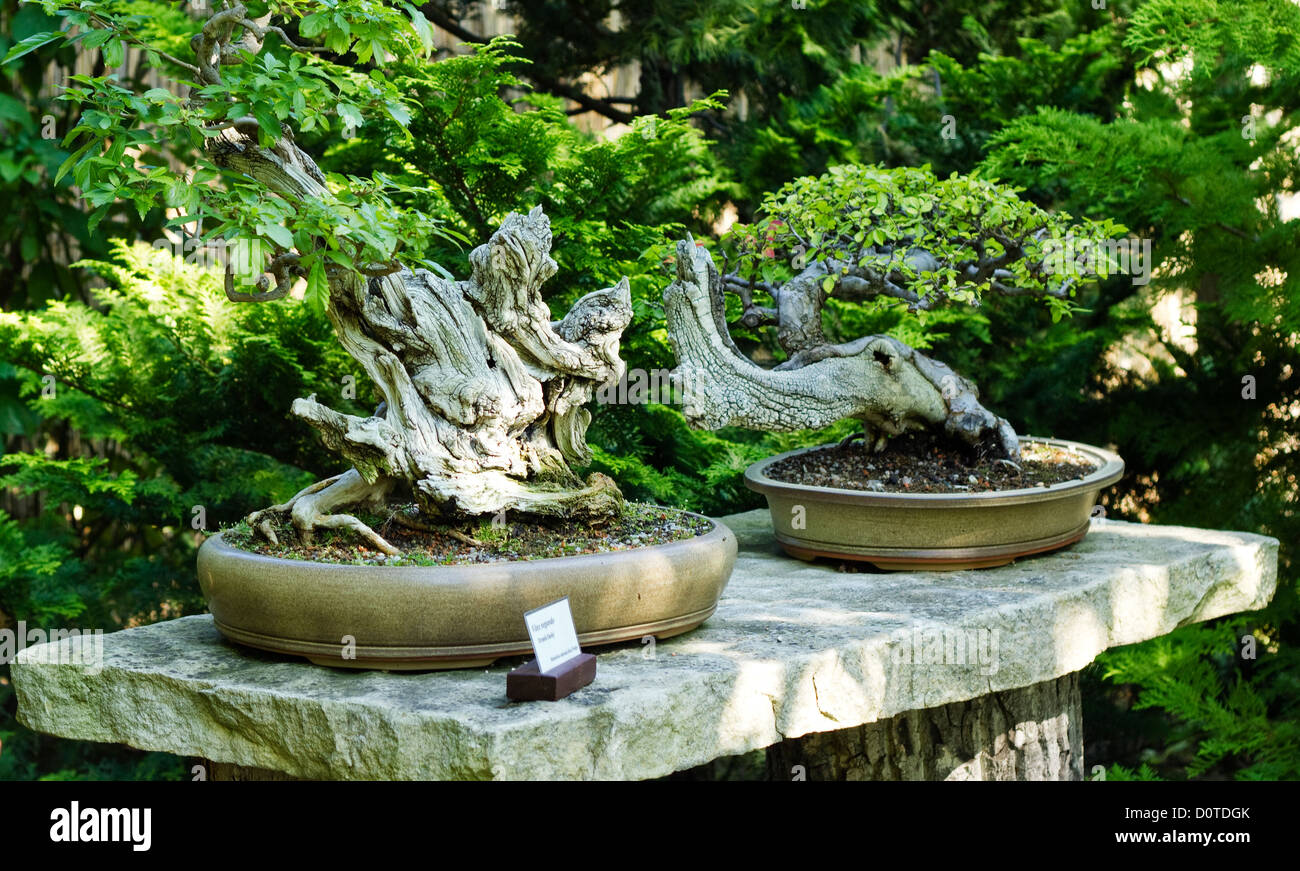 Close up of two bonsai trees on a nature background Stock Photo - Alamy