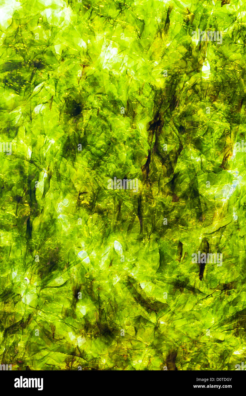 Algae wafer hi-res stock photography and images - Alamy
