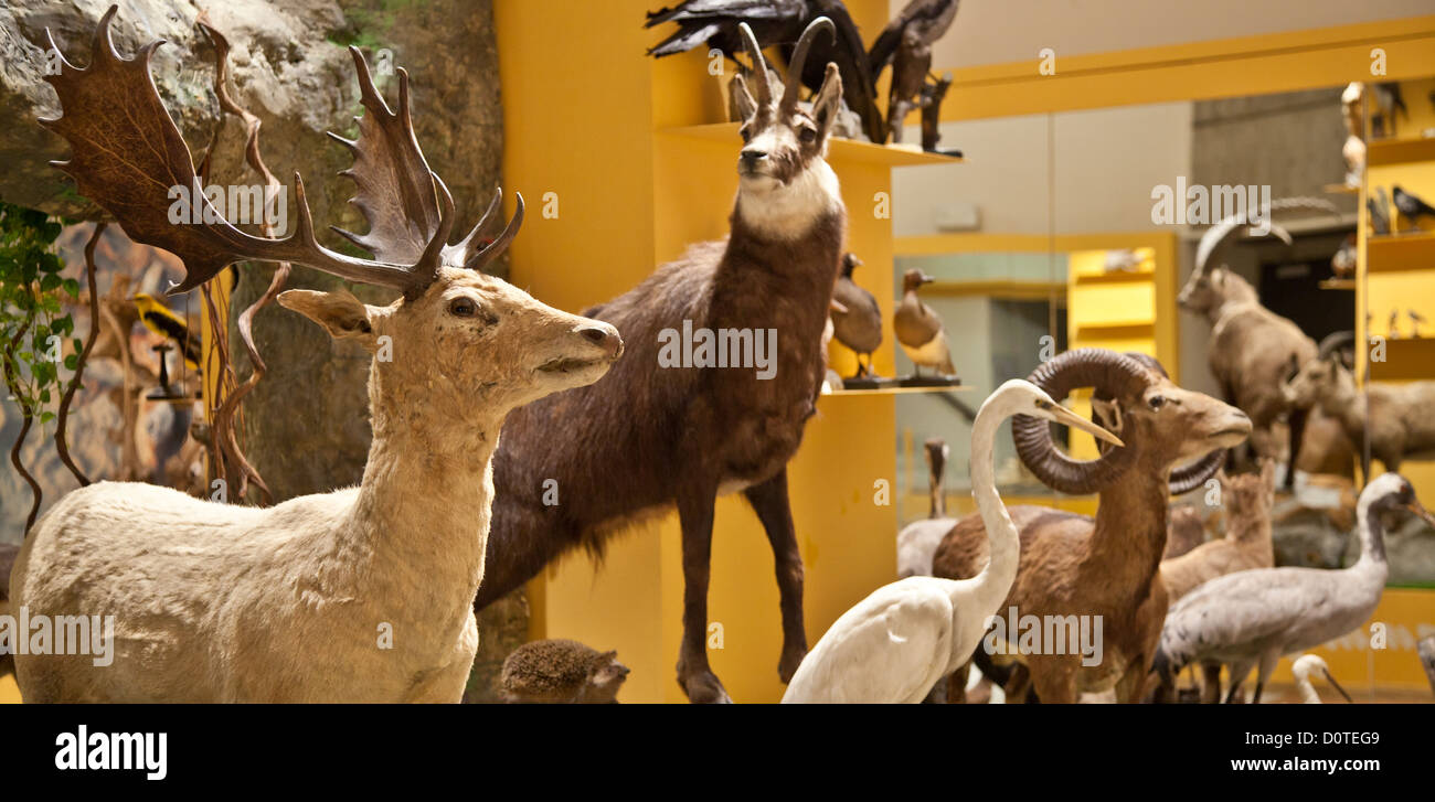 Fish bone architecture hi-res stock photography and images - Alamy
