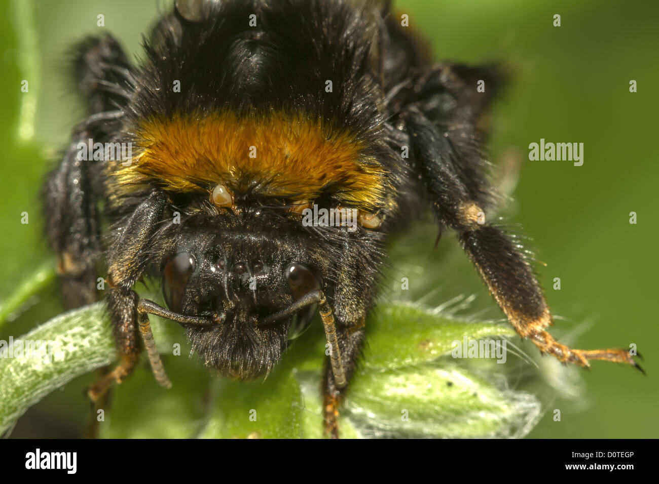Bee face hi-res stock photography and images - Alamy