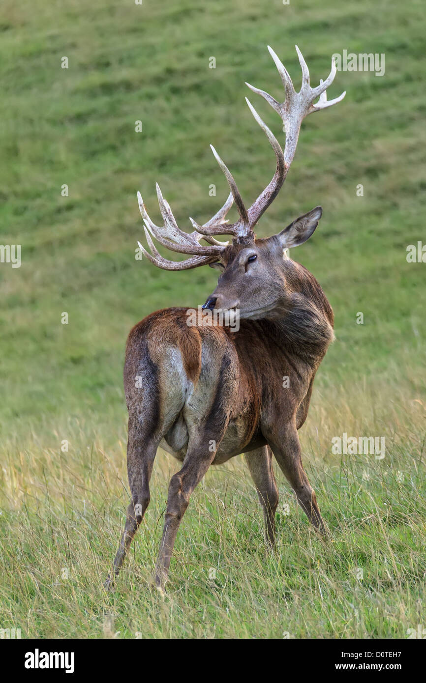 Red Deer Stag (Cervus elephus) UK Stock Photo - Alamy