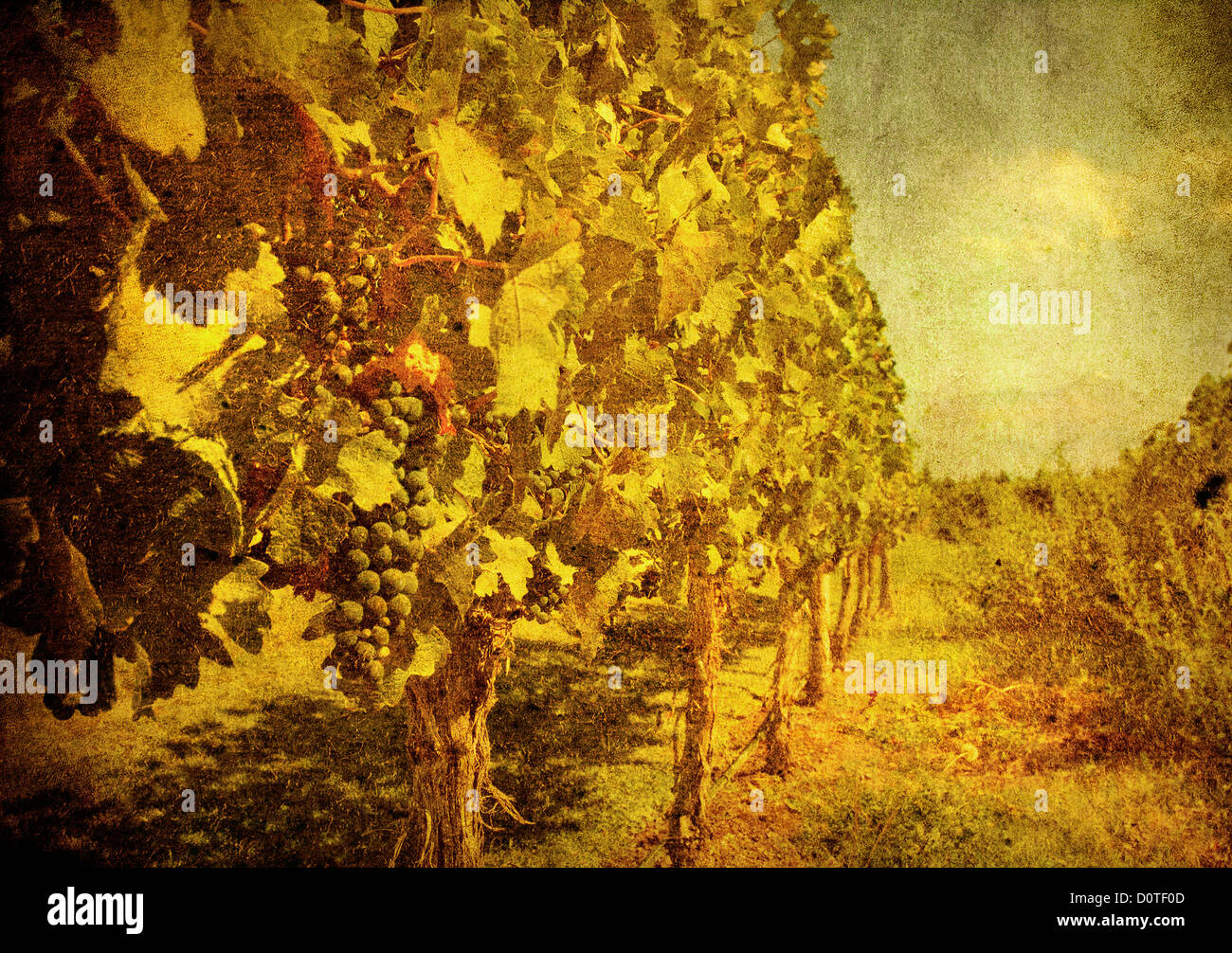 vintage image of grape Stock Photo - Alamy