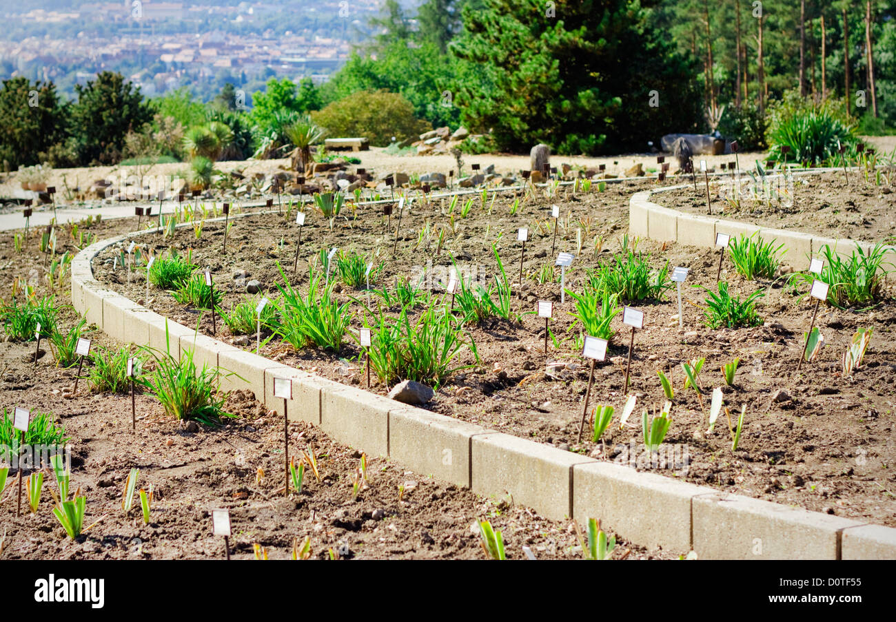 View of green plants in botanical garden Stock Photo - Alamy