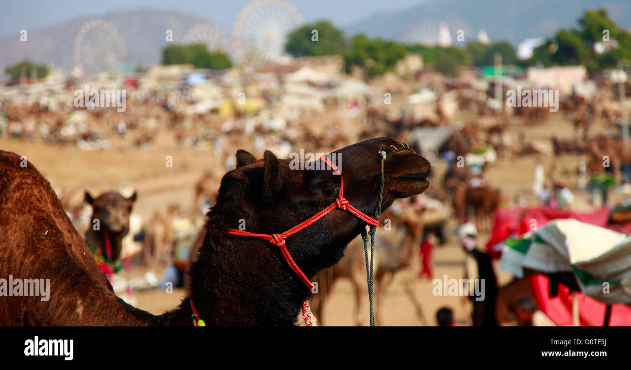Camel in Pushkar fair ,Rajasthan,India Stock Photo - Alamy