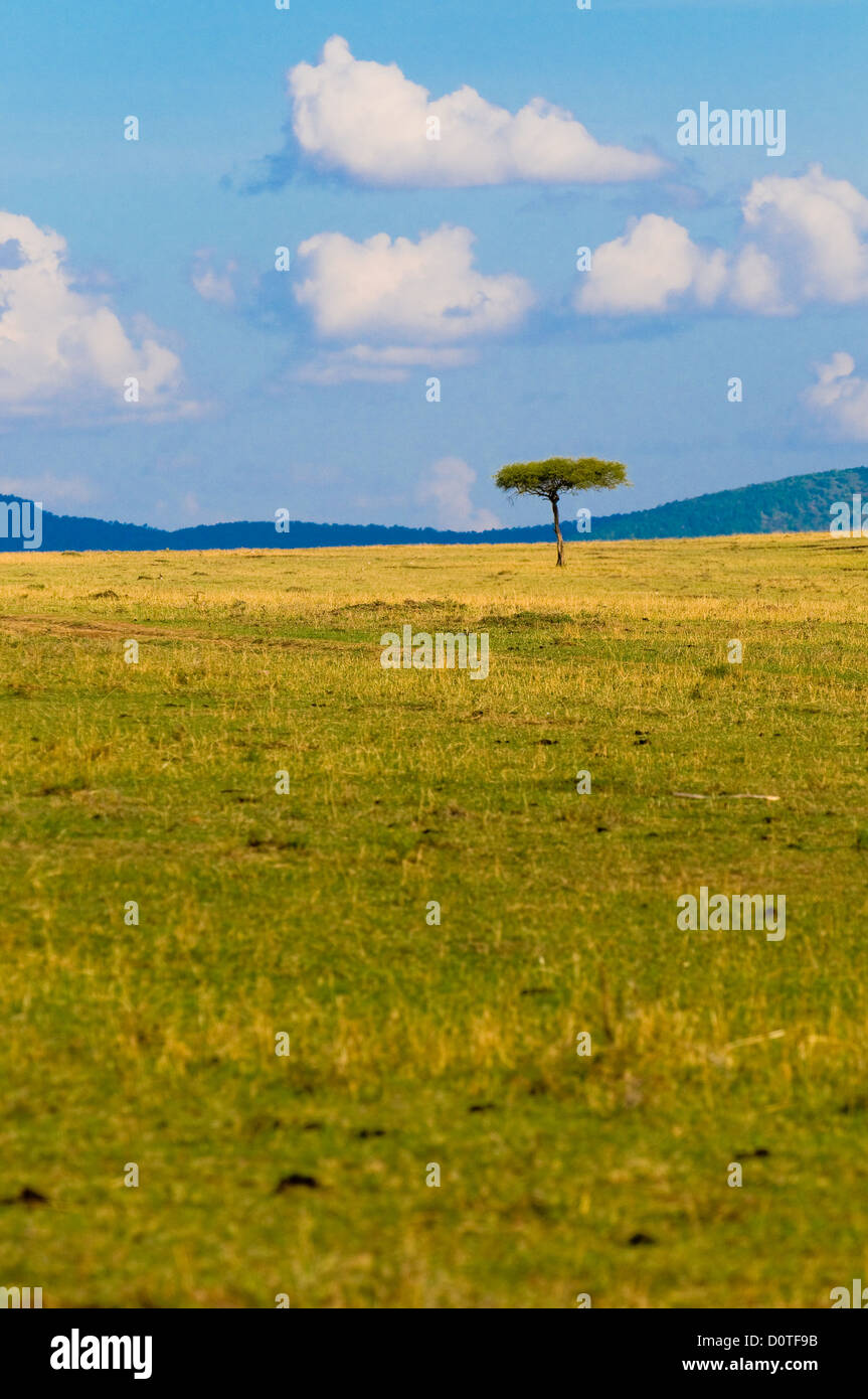 tree in savannah, typical african landscape Stock Photo - Alamy