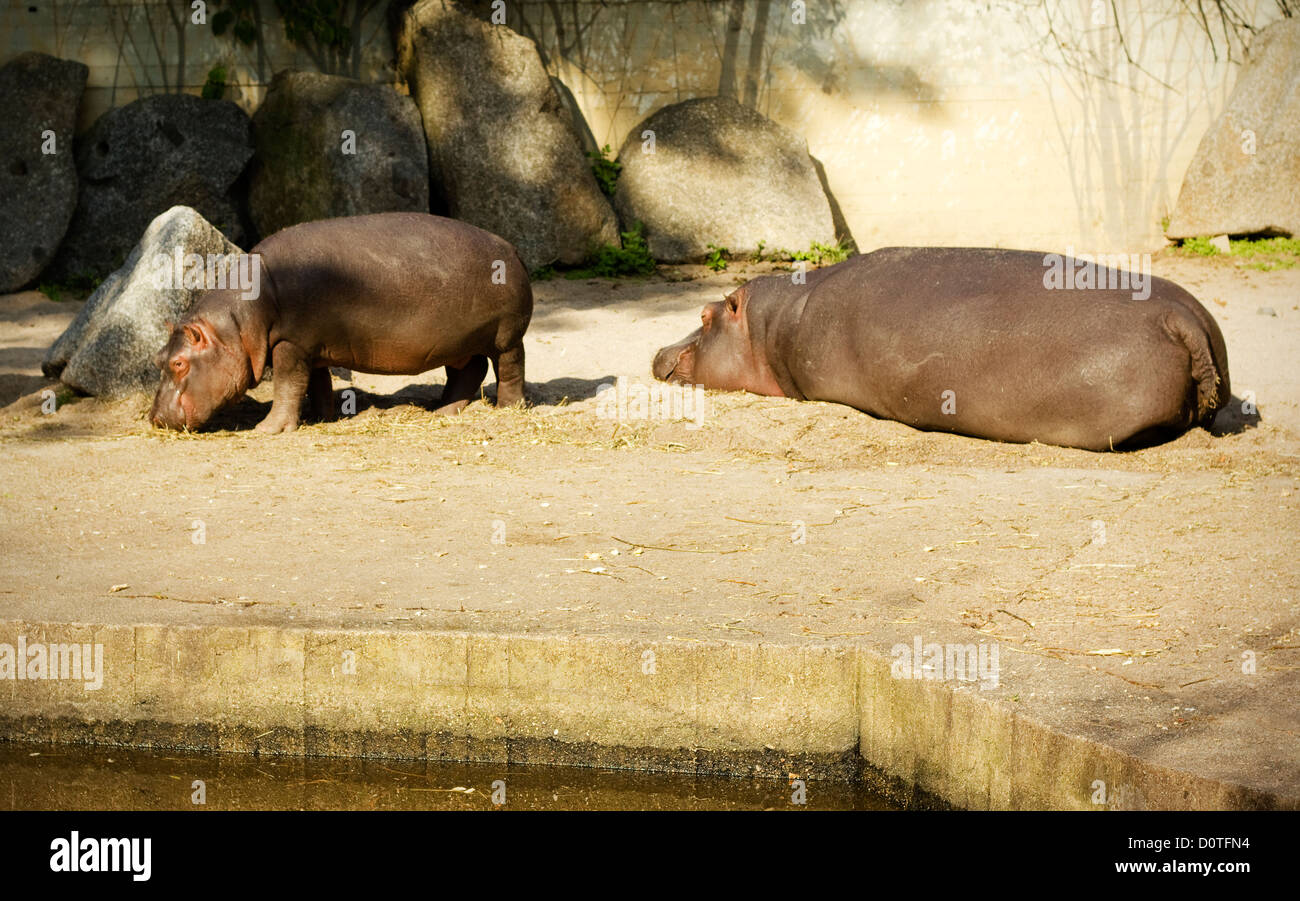 Hippopotamus family in a zoo Stock Photo - Alamy