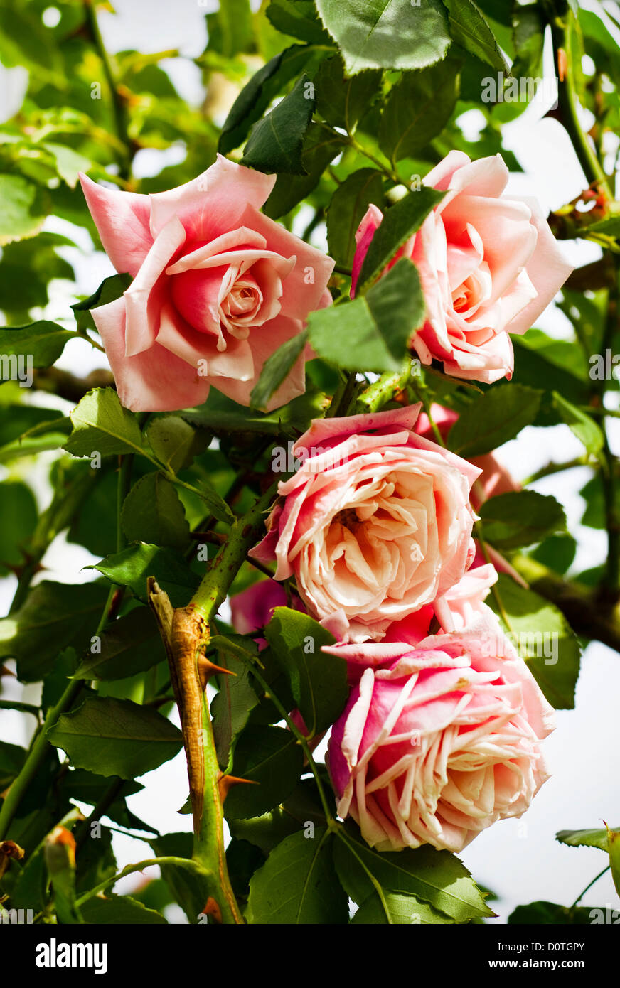 Close up of roses on a nature background Stock Photo - Alamy