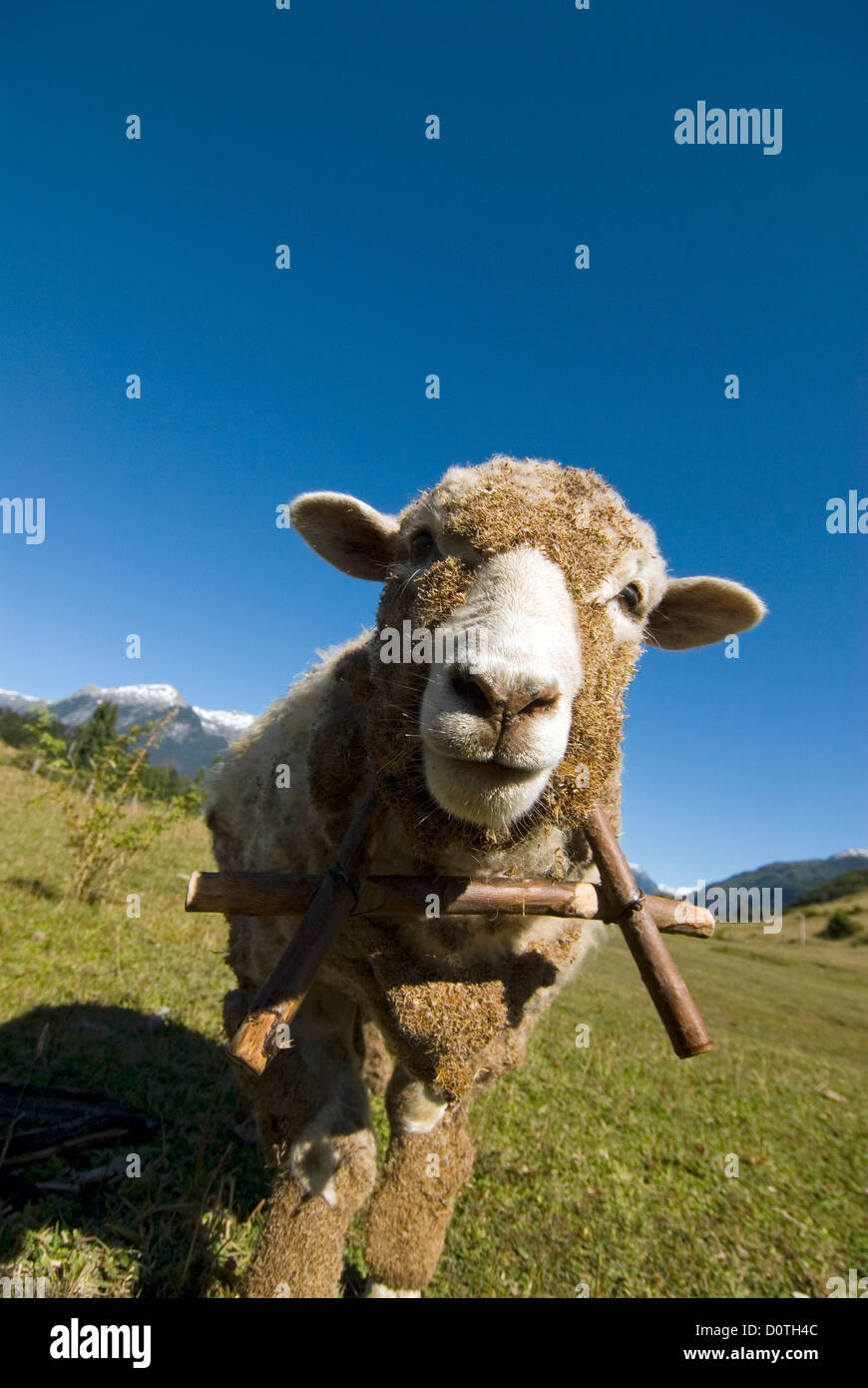 Sheep neck hi-res stock photography and images - Alamy