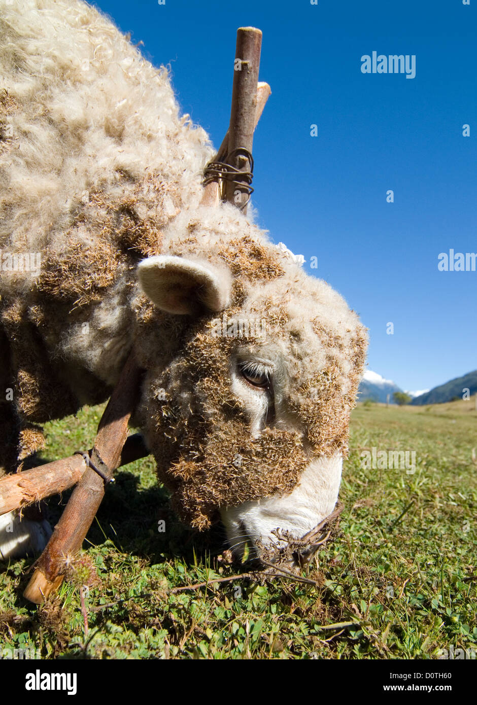 Sheep neck hi-res stock photography and images - Alamy