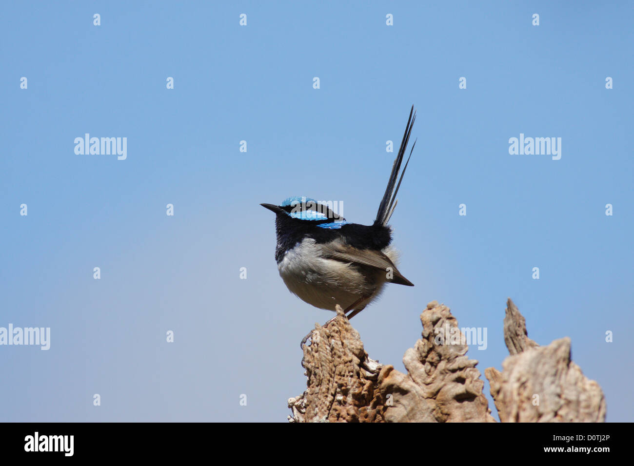 Blue wren hi-res stock photography and images - Alamy