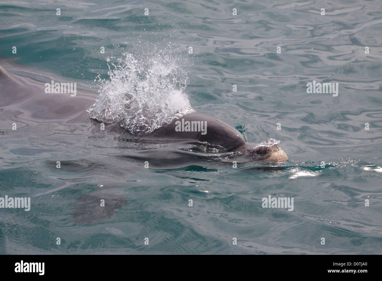 Bottlenose dolphin (Tursiops truncatus) surfacing, Port Phillip Bay, Victoria, Australia Stock ...