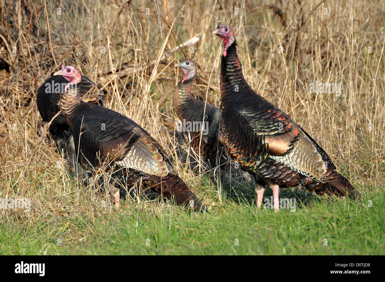 Wild turkey flock hi-res stock photography and images - Alamy